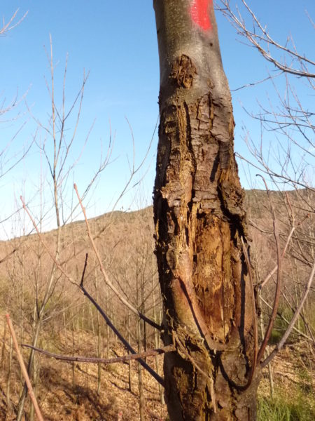 Impulsar el mercat de la fusta de castanyer pot salvar-lo del xancre ...
